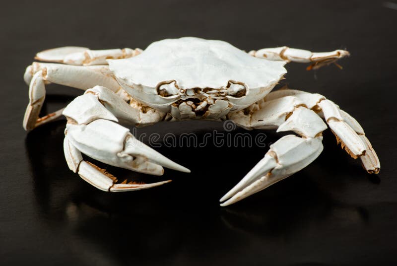 Skeleton of crab on black stock photo. Image of color - 30604990