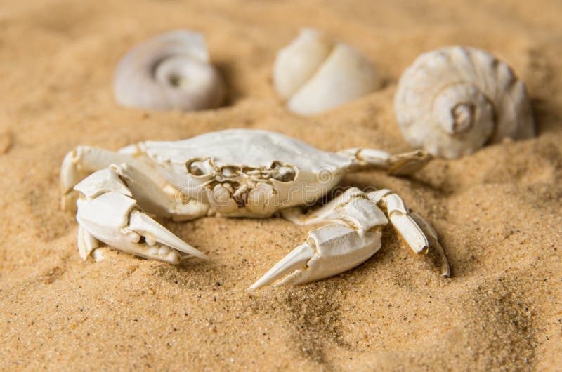 Skeleton of Crab and Seashells on Sand Stock Photo - Image of objects ...