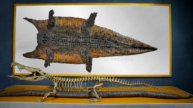 Prehistoric Crocodile Skeleton
