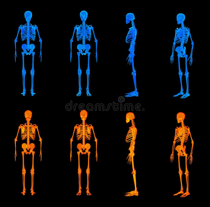 Skeleton stock illustration. Illustration of graphic - 82023928