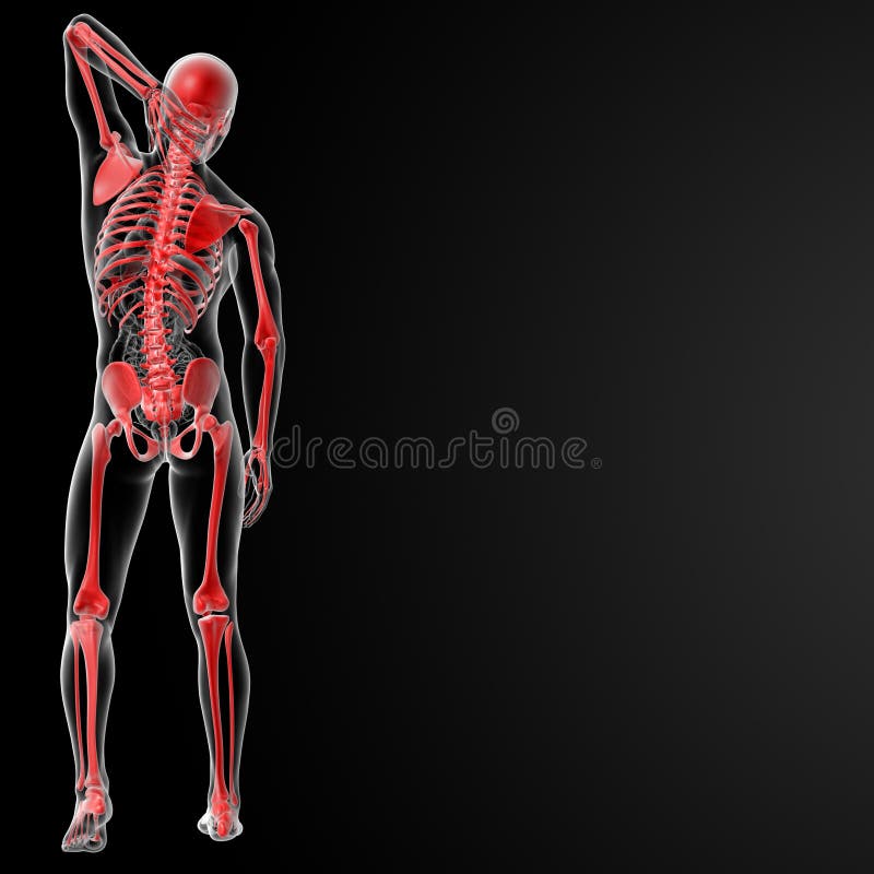 Skeleton Side View (Back Bone) Stock Illustration - Illustration of ...