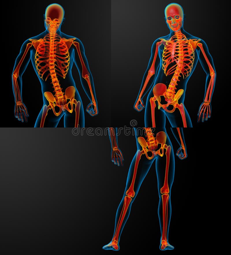Skeleton stock illustration. Illustration of pose, anatomical - 82855325