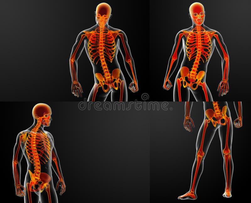 Skeleton stock illustration. Illustration of biology - 82855327