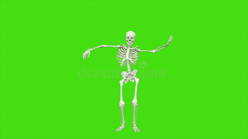 Skeleton Dancing on Green Screen. 3D Rendering Stock Illustration ...