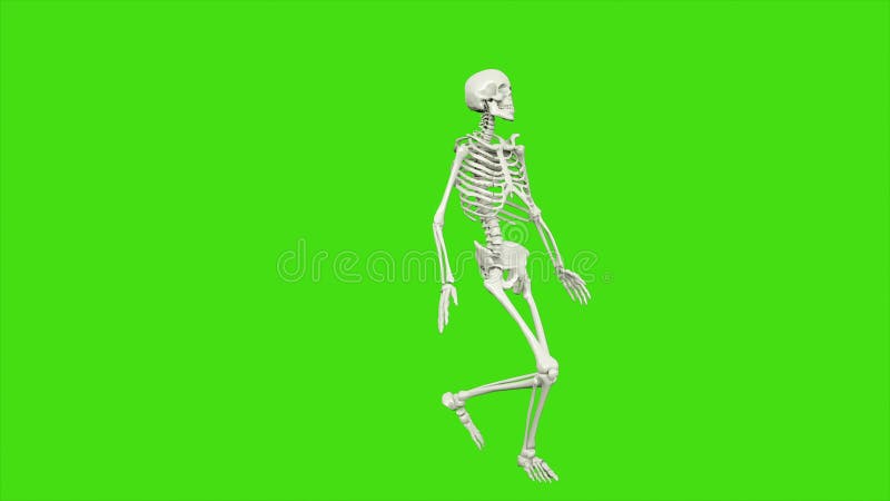 Skeleton Dancing. Seamless Loop Animation on Green Screen. Stock ...