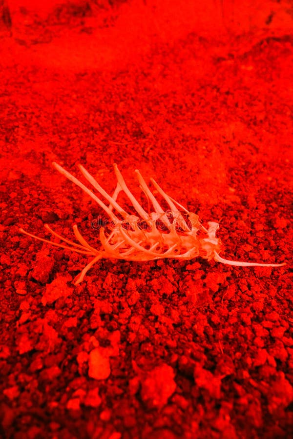Skeleton of a Dead Creature Stock Image - Image of ecology, distortion ...