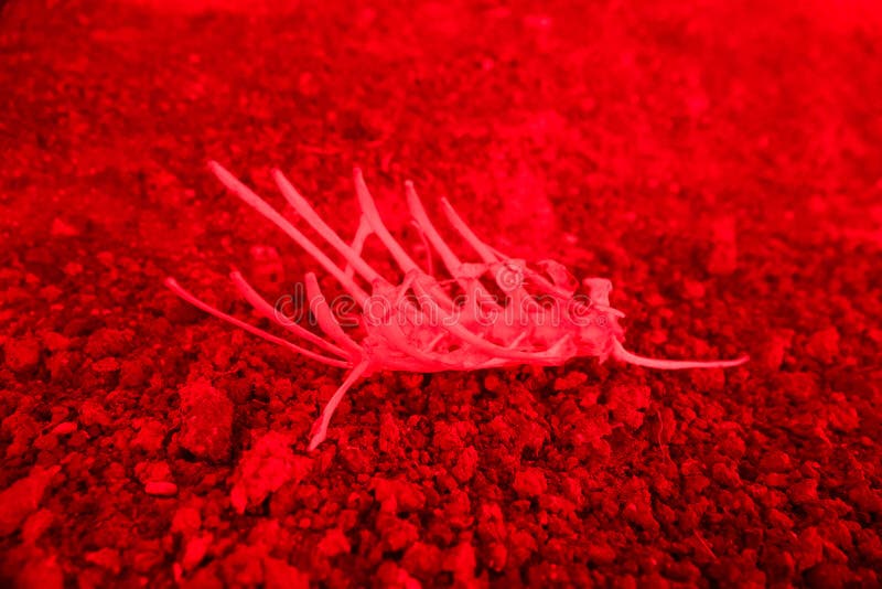 Skeleton of a Dead Creature Stock Photo - Image of distortion, downfall ...
