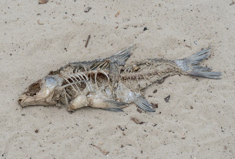Skeleton of Dead Fish Lying Washed Up on Sandy Beach. Stock Photo ...