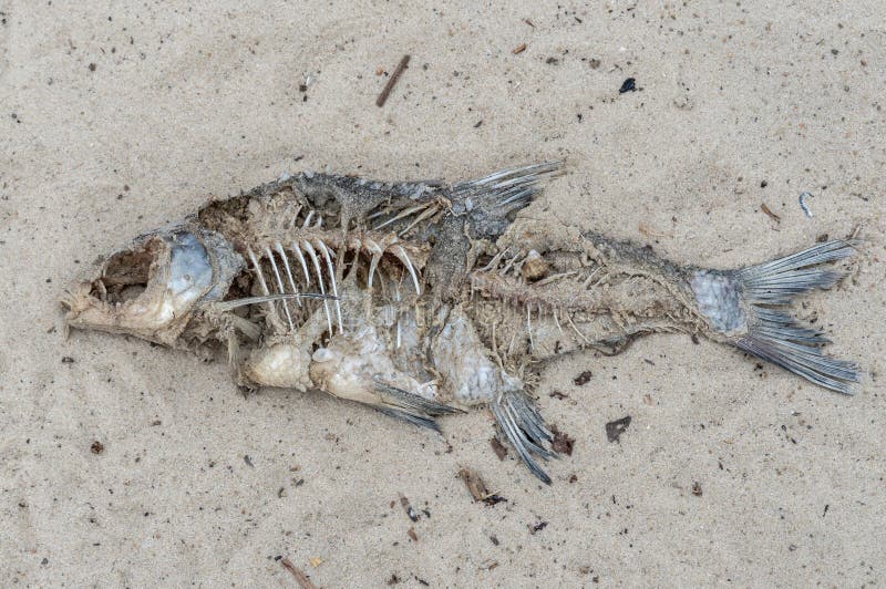 Skeleton of Dead Fish Lying Washed Up on Sandy Beach. Stock Image ...