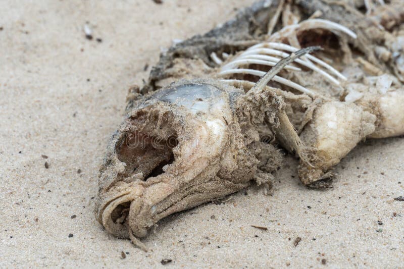Skeleton of Dead Fish Lying Washed Up on Sandy Beach. Stock Image ...