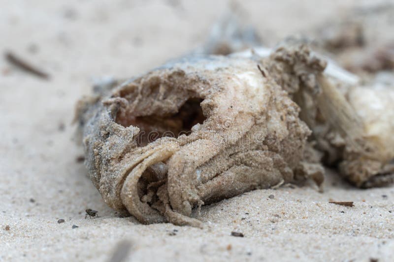 Skeleton of Dead Fish Lying Washed Up on Sandy Beach. Stock Photo ...