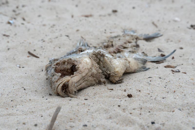 Skeleton of Dead Fish Lying Washed Up on Sandy Beach. Stock Photo ...