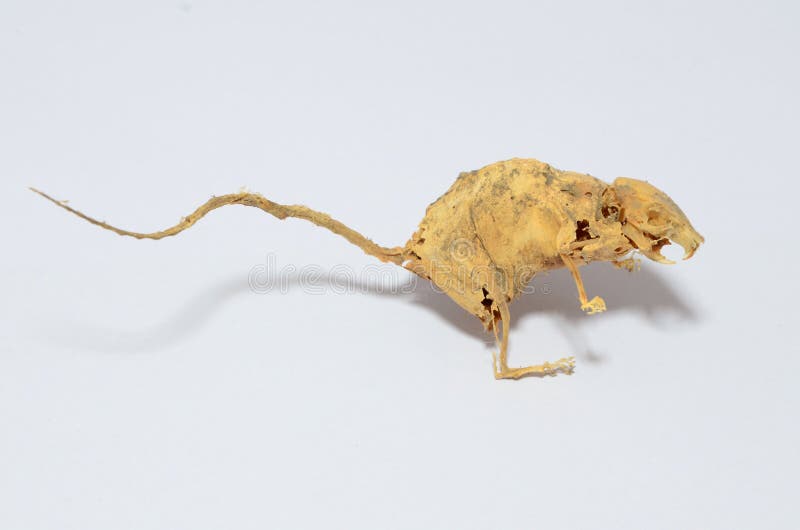 Skeleton of Dead Mouse(Rat) on White Background. Stock Photo - Image of ...