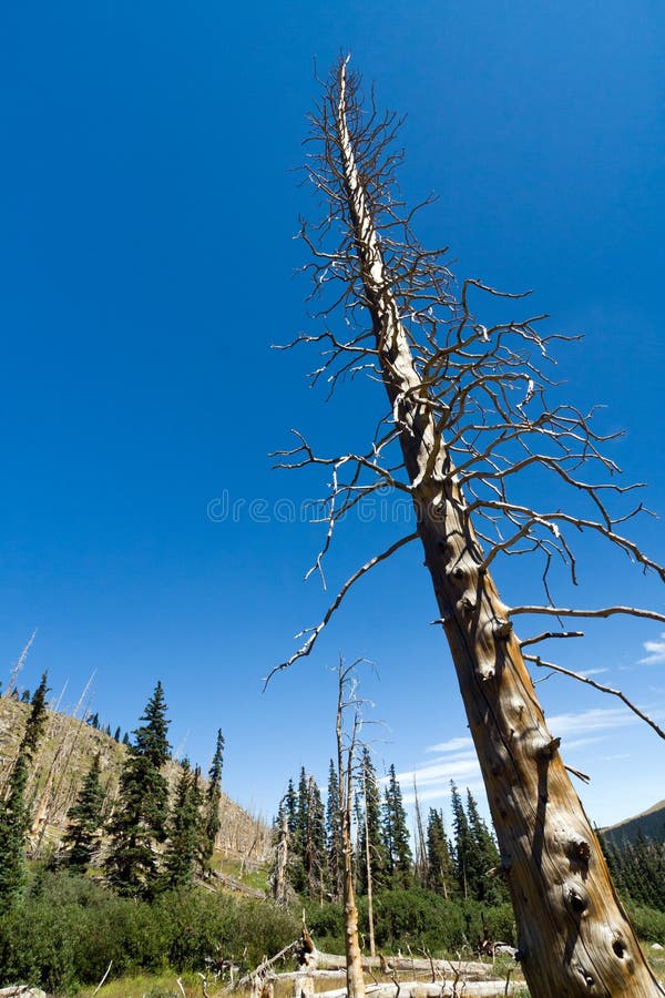 Skeleton of a Dead Tree stock image. Image of nature - 24566781