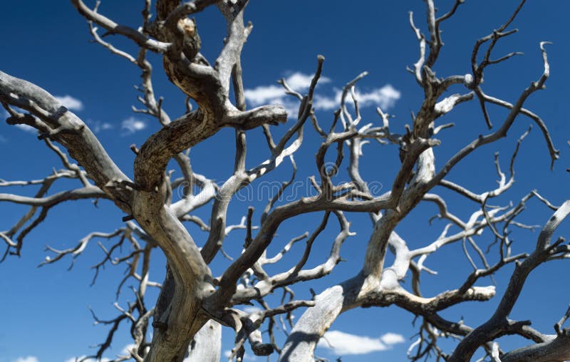 Skeleton of a Dead Tree, Colorado Stock Photo - Image of african ...