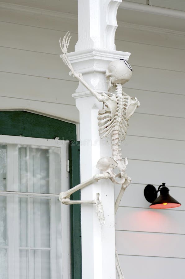 Skeleton stock image. Image of halloween, undead, skeleton - 61326199