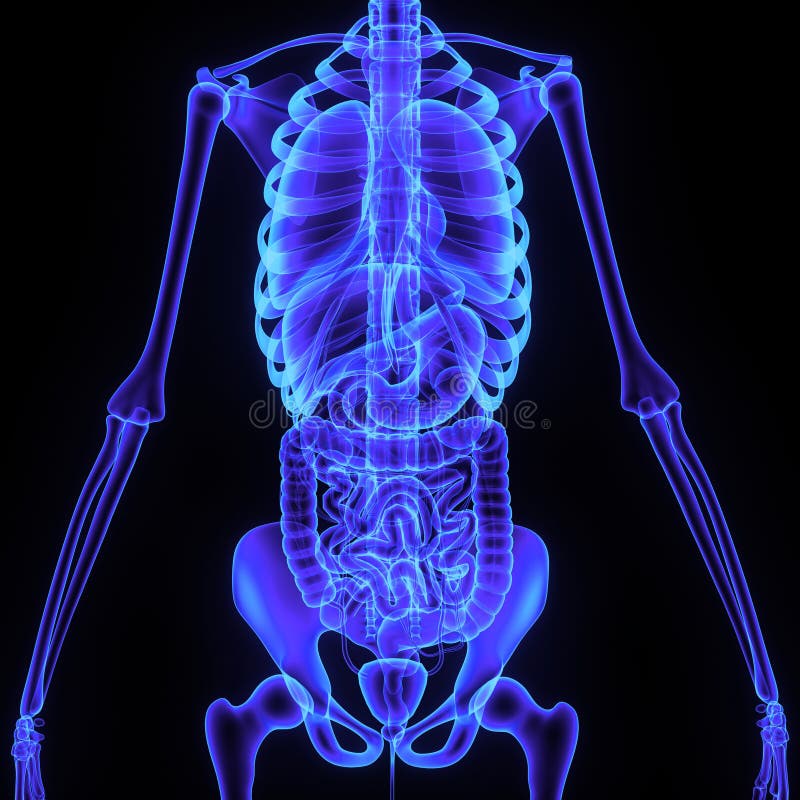 Skeleton with Digestive System Stock Illustration - Illustration of ...