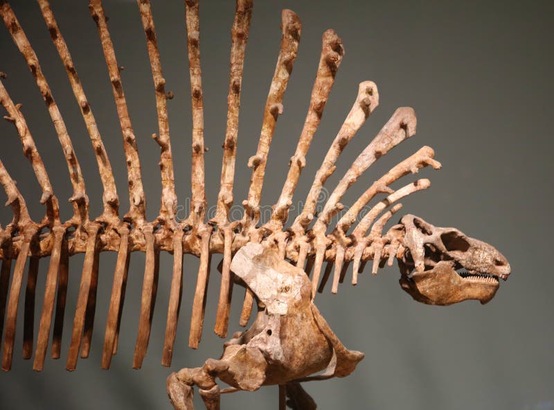 Skeleton of a Dinosaur Full Fossil Reconstructed Editorial Stock Photo ...