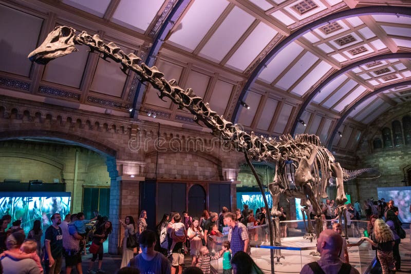 Skeleton of Dippy the Dinosaur Returns at the Natural History Museum ...
