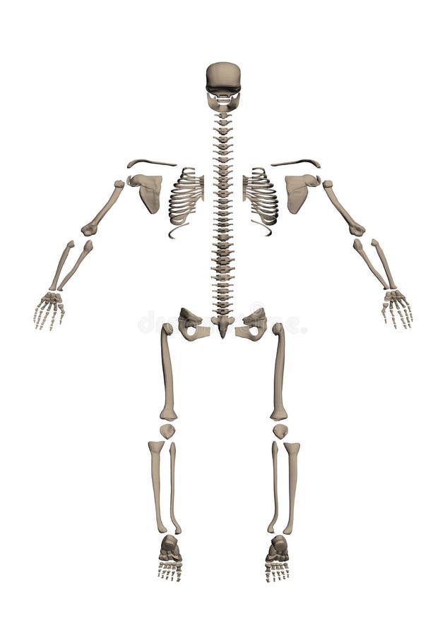 Skeleton Dismantled on Bone Stock Vector - Illustration of black ...