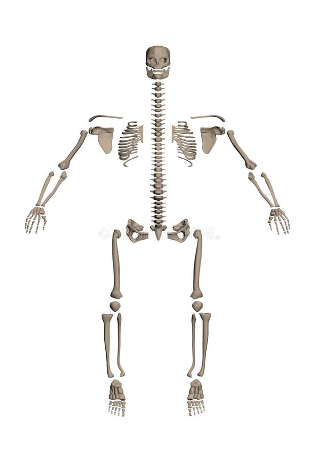 Skeleton Dismantled on Bone Stock Vector - Illustration of medical ...