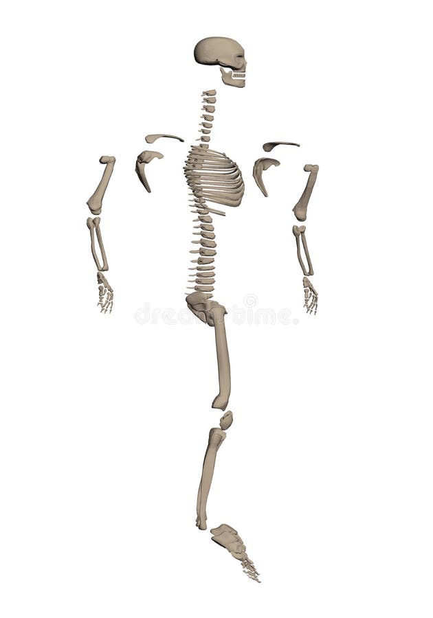 Skeleton Dismantled on Bone Stock Vector - Illustration of medical ...