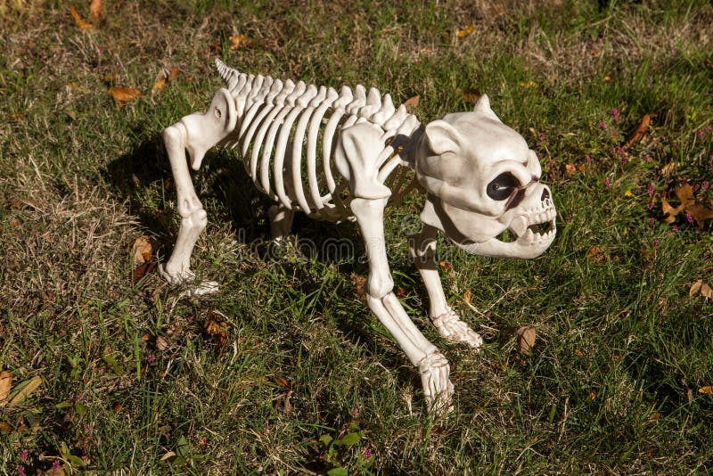 Skeleton of dog stock image. Image of veterinary, pathology - 27174149