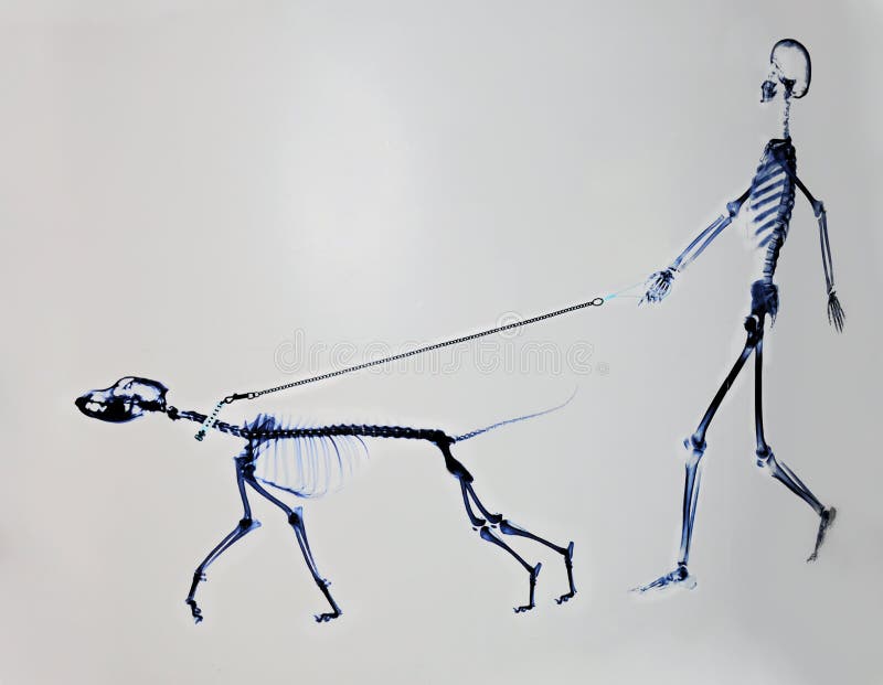 Skeleton of dog and man stock photo. Image of skull, science - 64977040
