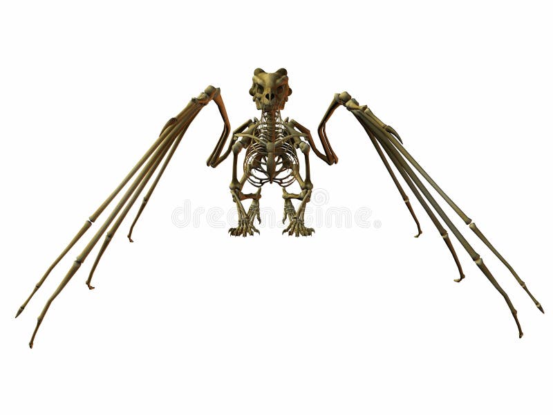 Skeleton Dragon stock illustration. Illustration of aggressive - 4557754