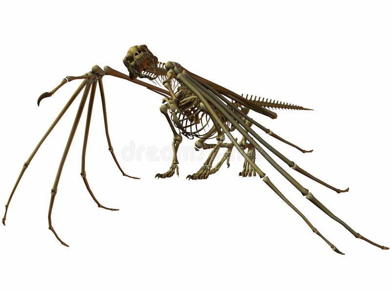 Skeleton Dragon stock illustration. Illustration of body - 4557764