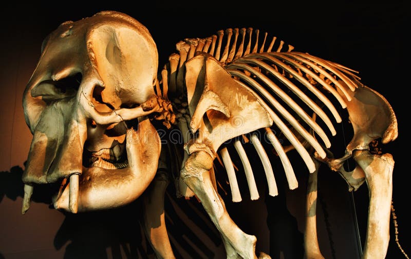 Skeleton of Elephant stock photo. Image of skeleton, death - 29077378