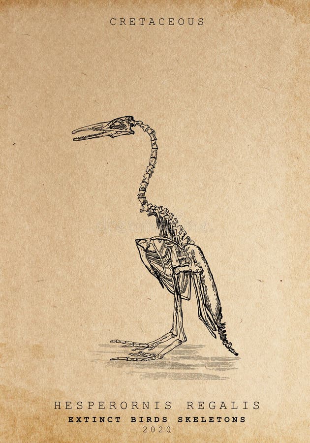 Ornithothoraces Stock Photos - Free & Royalty-Free Stock Photos from ...