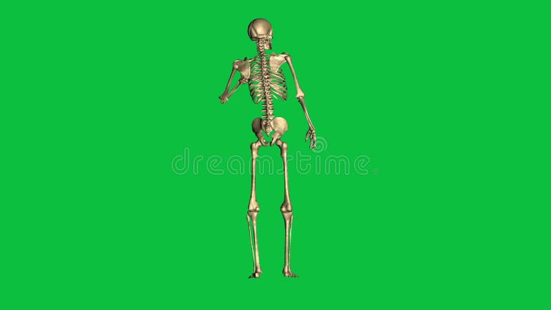 Skeleton Fall - Separate on Green Screen Stock Footage - Video of ...