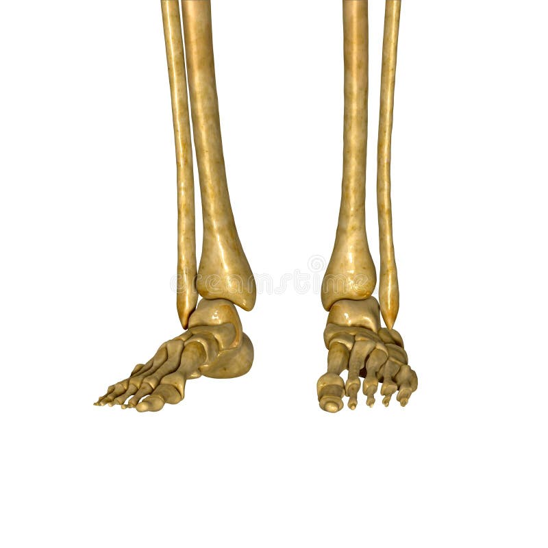 Skeleton feet stock illustration. Illustration of radiology - 40200407