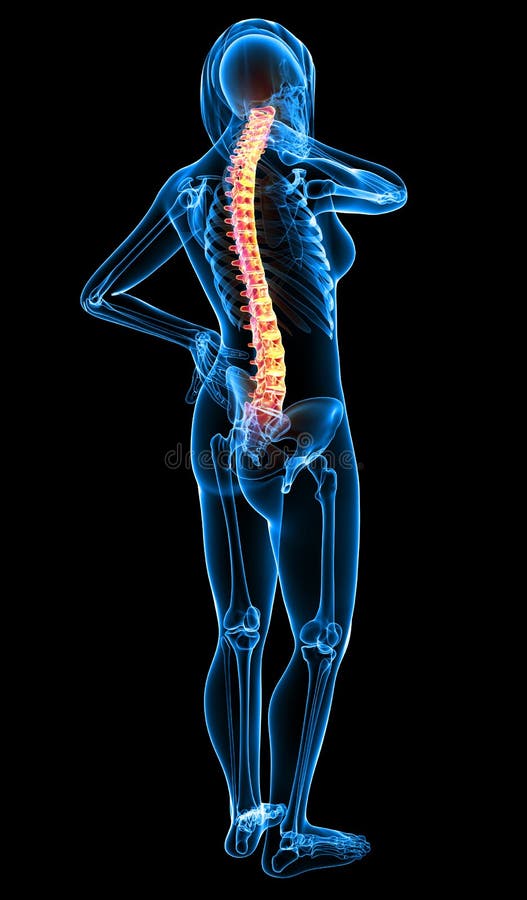 Female Skeleton Back Stock Illustrations – 911 Female Skeleton Back ...