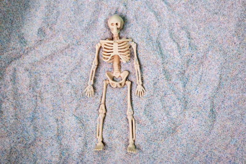 The Figure Of The Human Skeleton Stock Photo - Image of bone, body ...