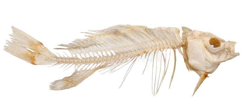 Skeleton of fish stock photo. Image of horizontal, thoracic - 18552896