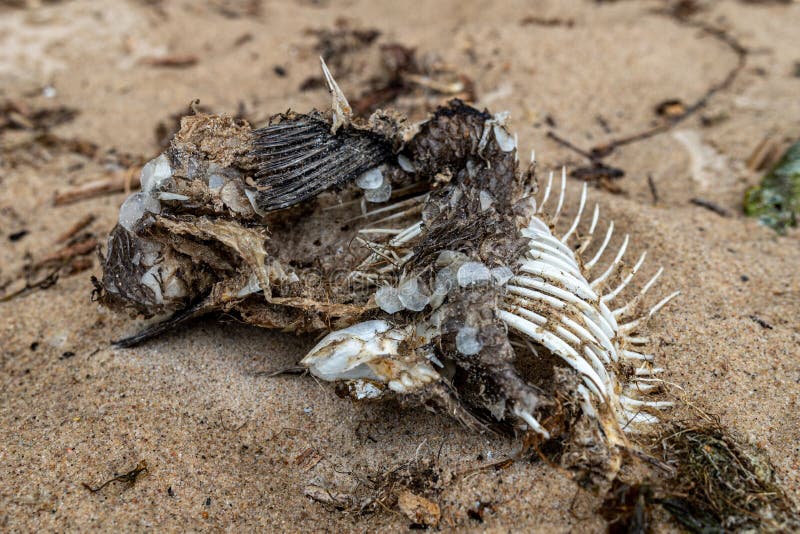 Skeleton of a Fish on the Beach of a Freshwater Lake. a Dead Fish Was ...