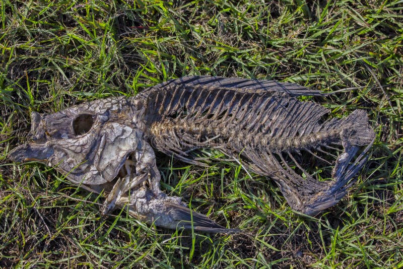 Skeleton of a Fish on Grass Stock Photo - Image of feshwater, fish ...