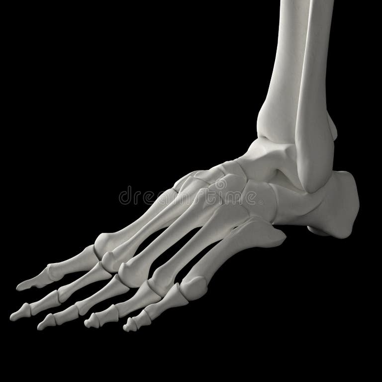 Foot Ankle Skeleton Stock Illustrations – 4,532 Foot Ankle Skeleton ...