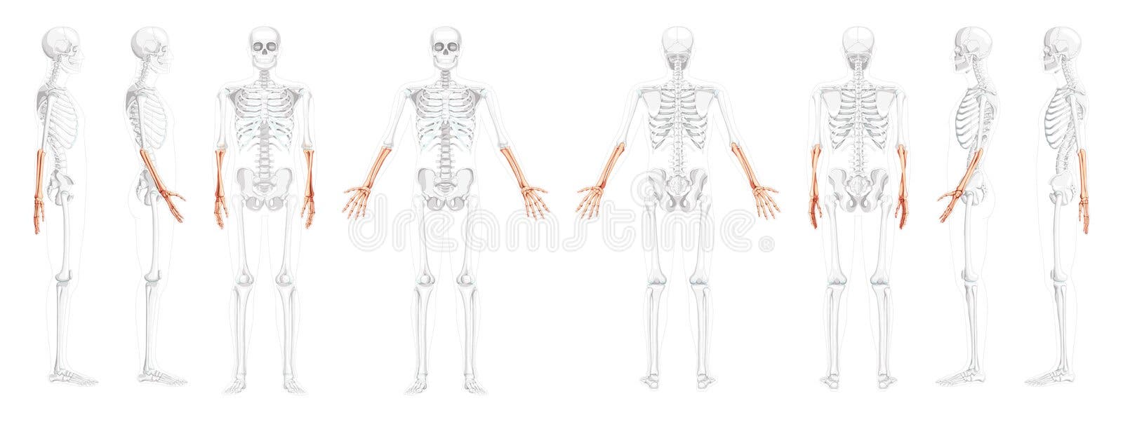 Skeleton Forearms Human Hand Front View with Two Arm Poses with Partly ...