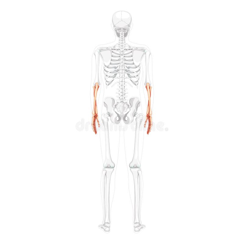 Skeleton Forearms Human Ulna, Radius, Hand Back View with Partly ...