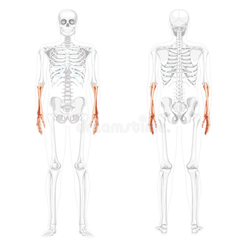 Skeleton Forearms Human Ulna, Radius, Hand Front Back View with Partly ...