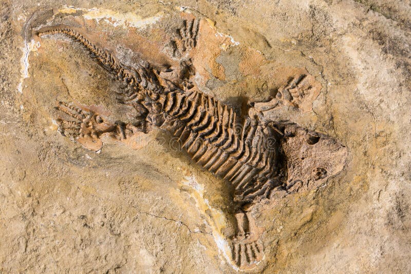 Skeleton Fossil Record of Ancient Reptile in Stone Stock Image - Image ...