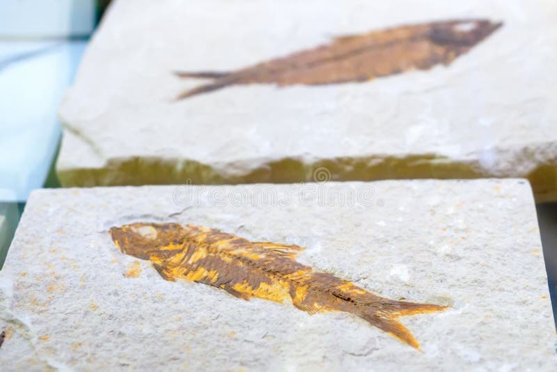 Skeleton of Fossilized Fish Imprinted in Stone. Prehistoric Artifact ...