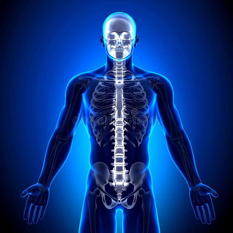 Skeleton Front - Anatomie-Knochen Stock Abbildung - Illustration von ...