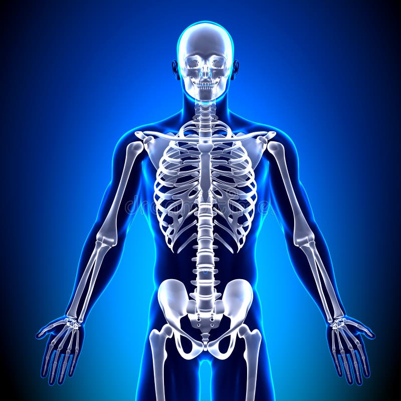 Skeleton Front - Anatomy Bones Stock Illustration - Illustration of ...