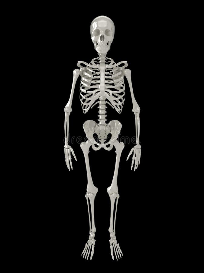 Human skeleton stock vector. Illustration of health, anatomical - 1267547