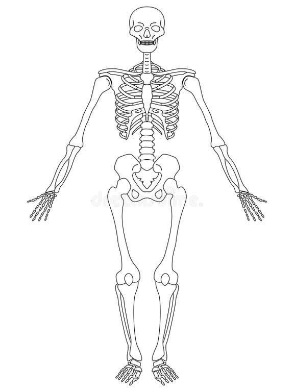 Skeleton: Front View stock vector. Illustration of death - 11827126