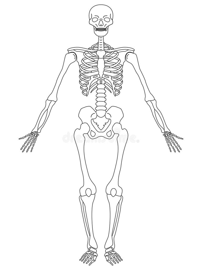 Torso Front Stock Illustrations – 1,408 Torso Front Stock Illustrations ...